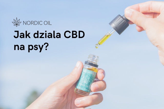 Jak dziala CBD na psy? – Nordic Oil
